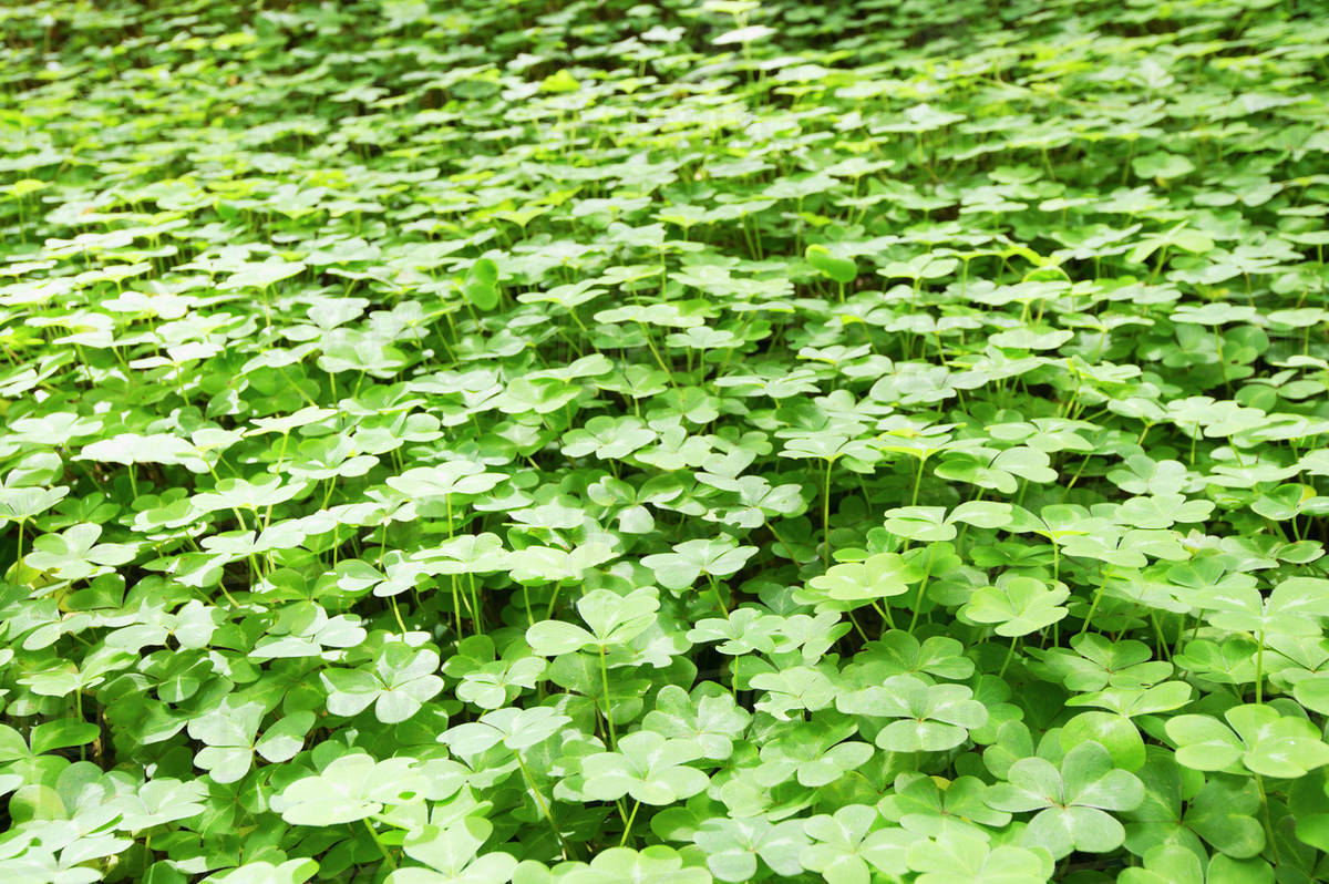 A field of shamrock clovers;California united states of america - Stock ...