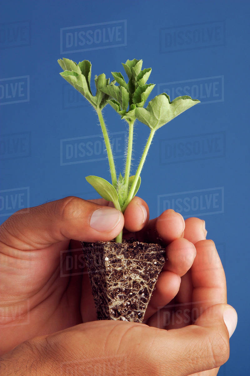 Agriculture - A researchers hands hold a watermelon seedling plug ...