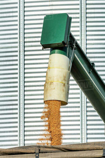 Close-up of a grain auger filling a truck with a large metal grain bin ...
