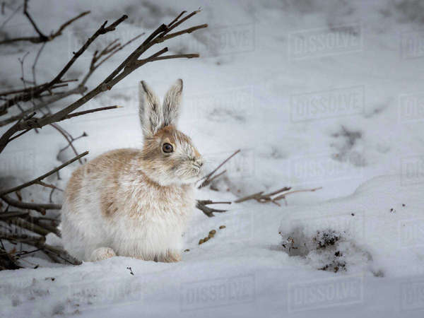 Portrait of a snowshoe hare (Lepus americanus) already turning from ...