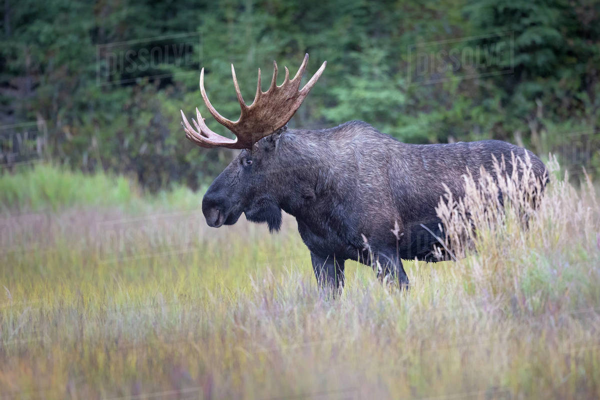 Hormones raging, a bull moose (Alces alces) standing in the grass locks ...