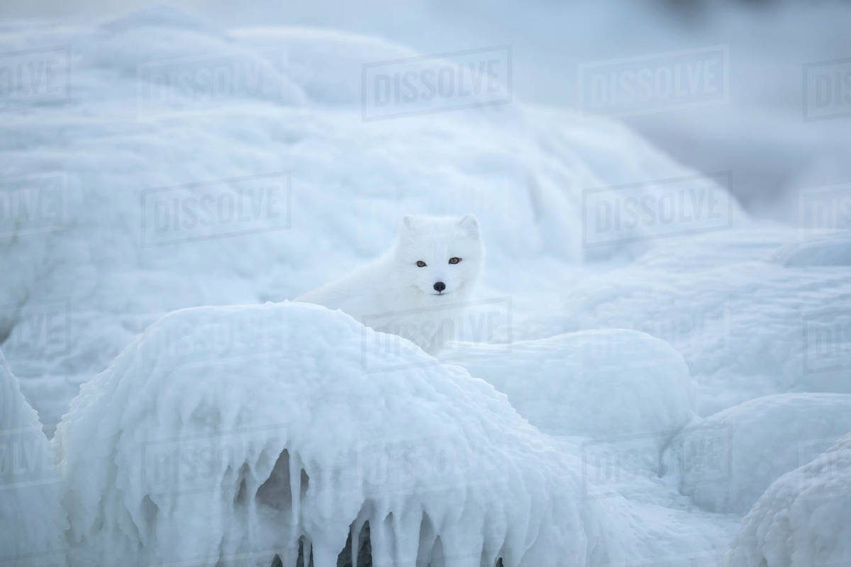 Portrait of an Arctic fox (Vulpes lagopus) in the ice and snow ...