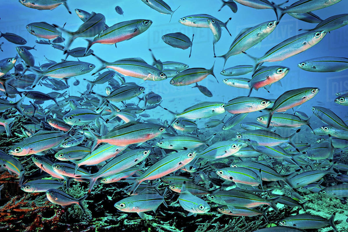 Fuselier fish that aggregate on the east coast of Komodo are members of ...