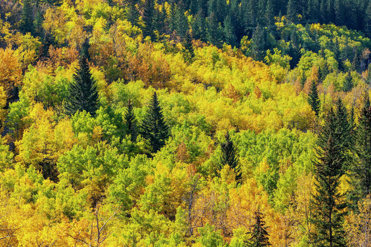 Colourful fall colours on a hill slope with some evergreen trees ...