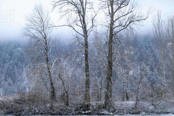 Bare, silvery trees covered in snow on a winter's day in McDonald Park ...