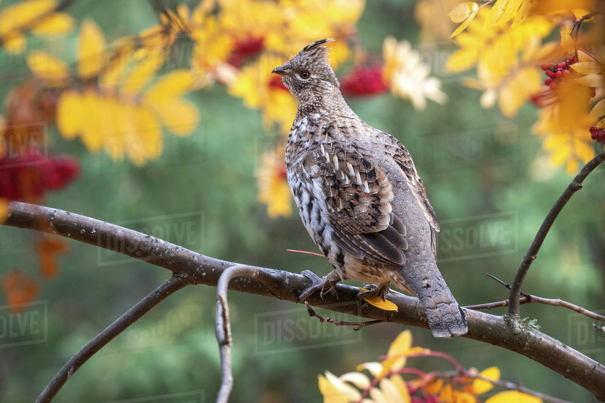 Close-up portrait of a ruffed grouse (Bonasa umbellus) standing on a ...