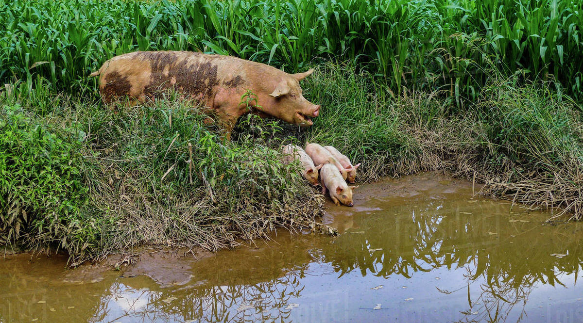 Pig and it's piglets at the water's edge of a pond - Royalty-free Stock ...