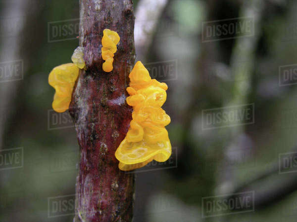 Yellow sap formations formed and hardened on a tree trunk - Royalty ...