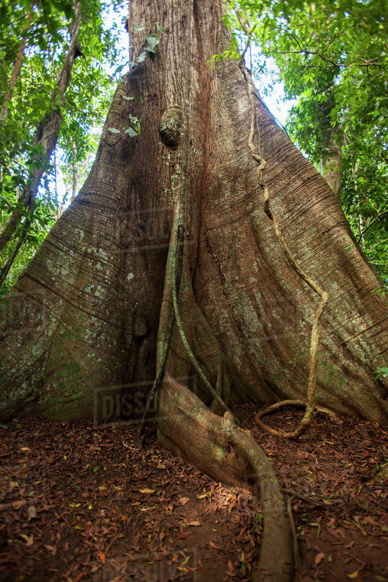 Large Kapok tree (Ceiba pentandra) on Barro Colorado Island; Barro ...