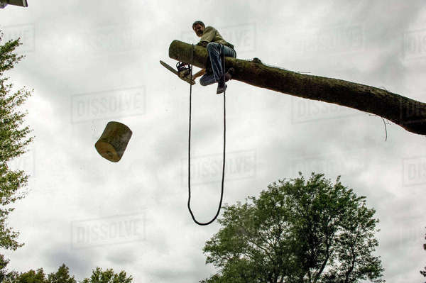 Man trimming tree with saw while sitting high up on a tree limb ...