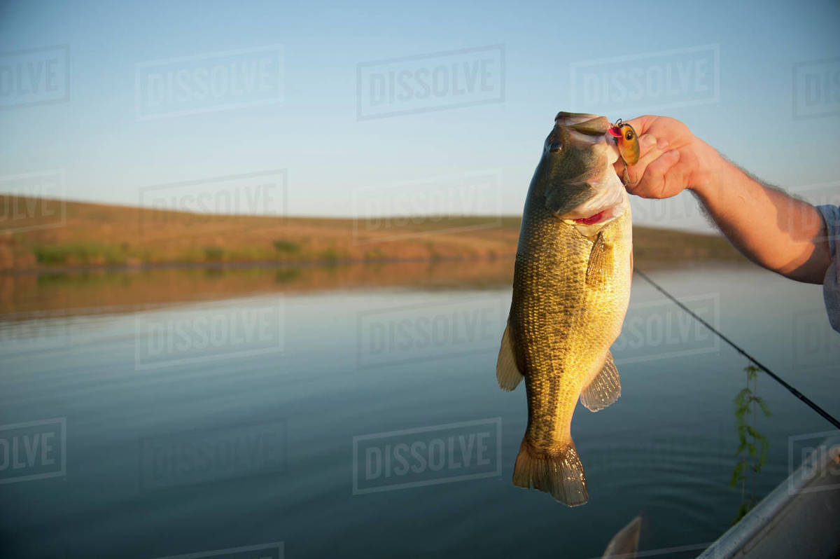 Largemouth bass (Micropterus salmoides) caught in a farm pond near ...