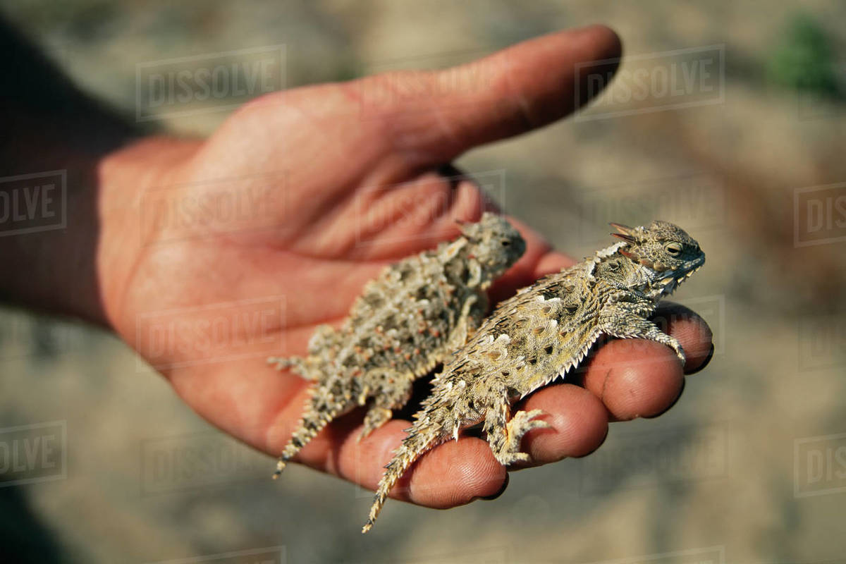 California coast horned lizards (Phrynosoma coronatum frontale) rest in ...