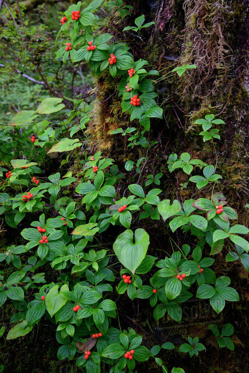 Bunchberries (Cornus canadensis) in the rainforest of Alaska ...