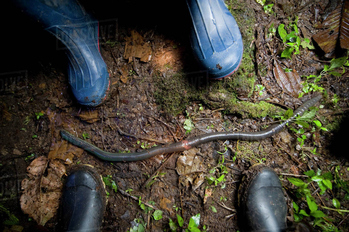 Amphibian team inspects a Giant earthworm (Megascolides australis) in ...