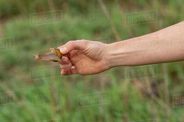 Woman's hand holding a large slug; France - Royalty-free Stock Photo ...
