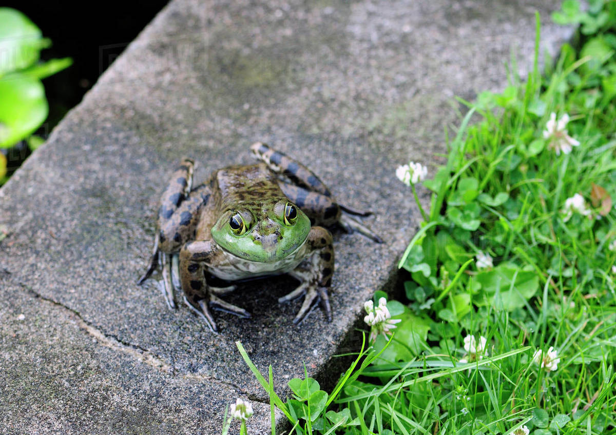 A young bullfrog, Rana catesbeiana, sitting on a stone paver.; Beverly ...