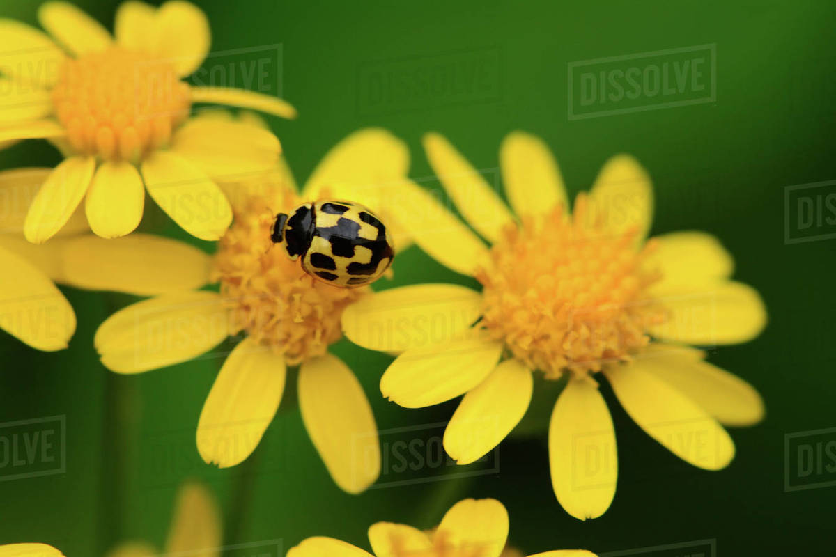 A fourteen-spotted lady beetle on a New England aster flower.; Acadia ...