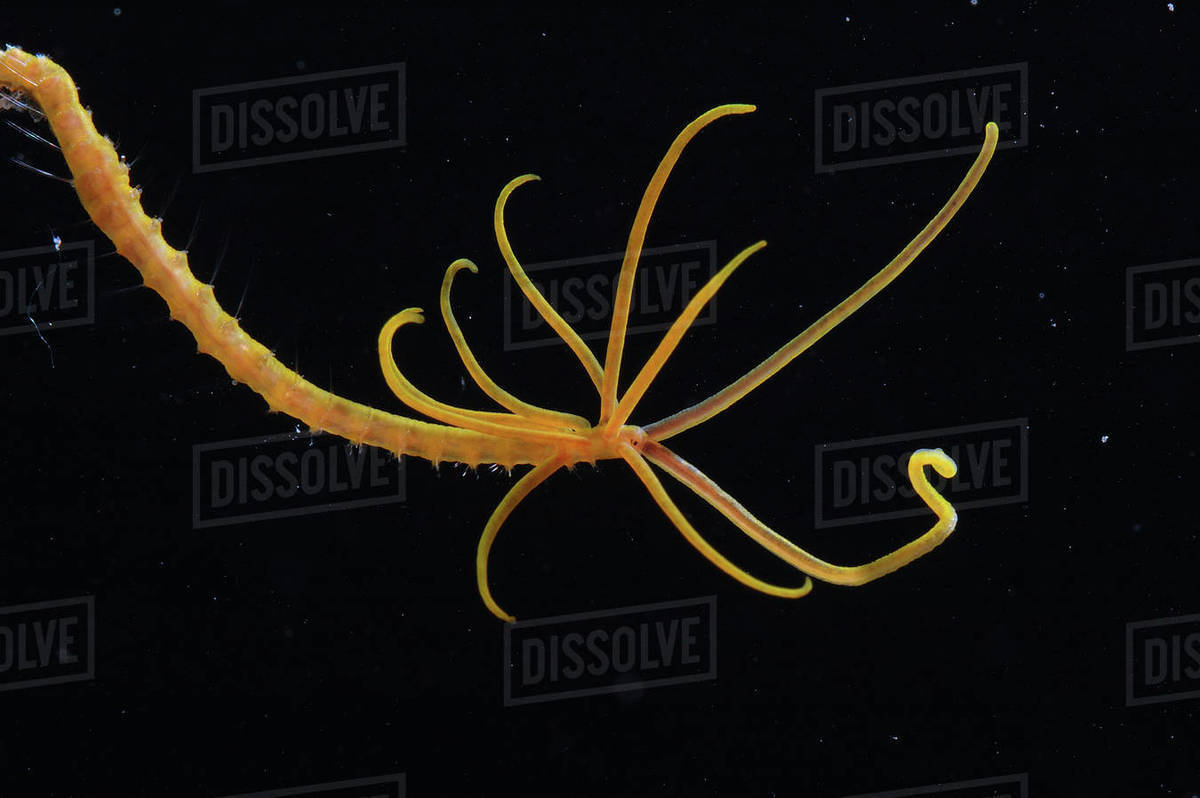 A polychaete worm with tentacles.; Shark's Cove, Oahu Island, Hawiian ...