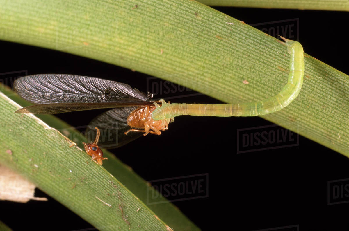 An Eupithecia orichloris moth caterpillar eats a captured termite ...
