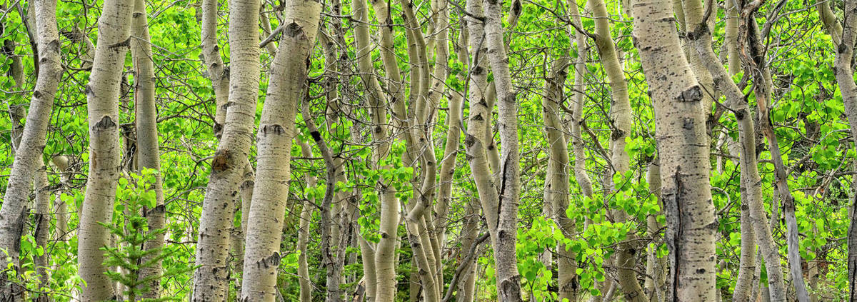 Poplar trees create dynamic patterns in a Yukon forest; Whitehorse ...