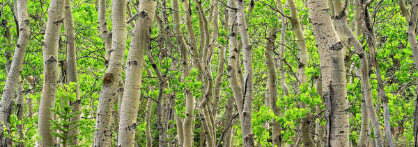 Poplar trees create dynamic patterns in a Yukon forest; Whitehorse ...