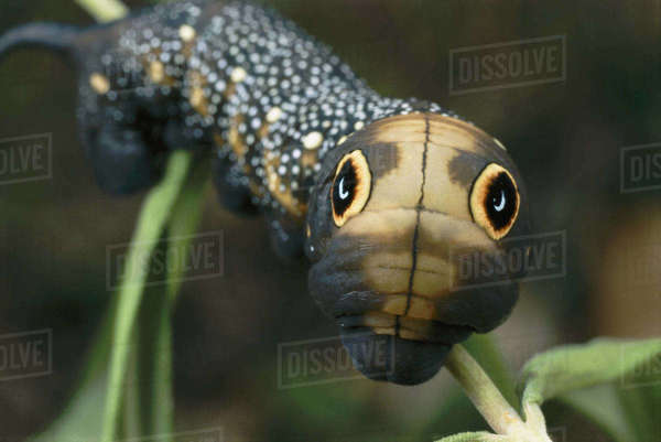 Sphinx moth caterpillar inflating its thorax as a defense mechanism ...