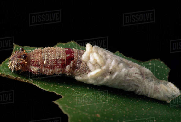 Braconid wasp larvae parasitize a butterfly caterpillar (Memphis sp ...