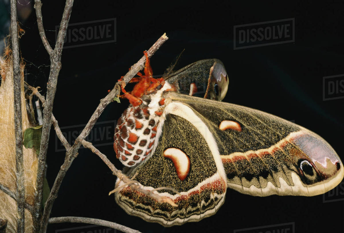 A female Cecropia moth (Hyalophora cecropia) has just emerged from its ...