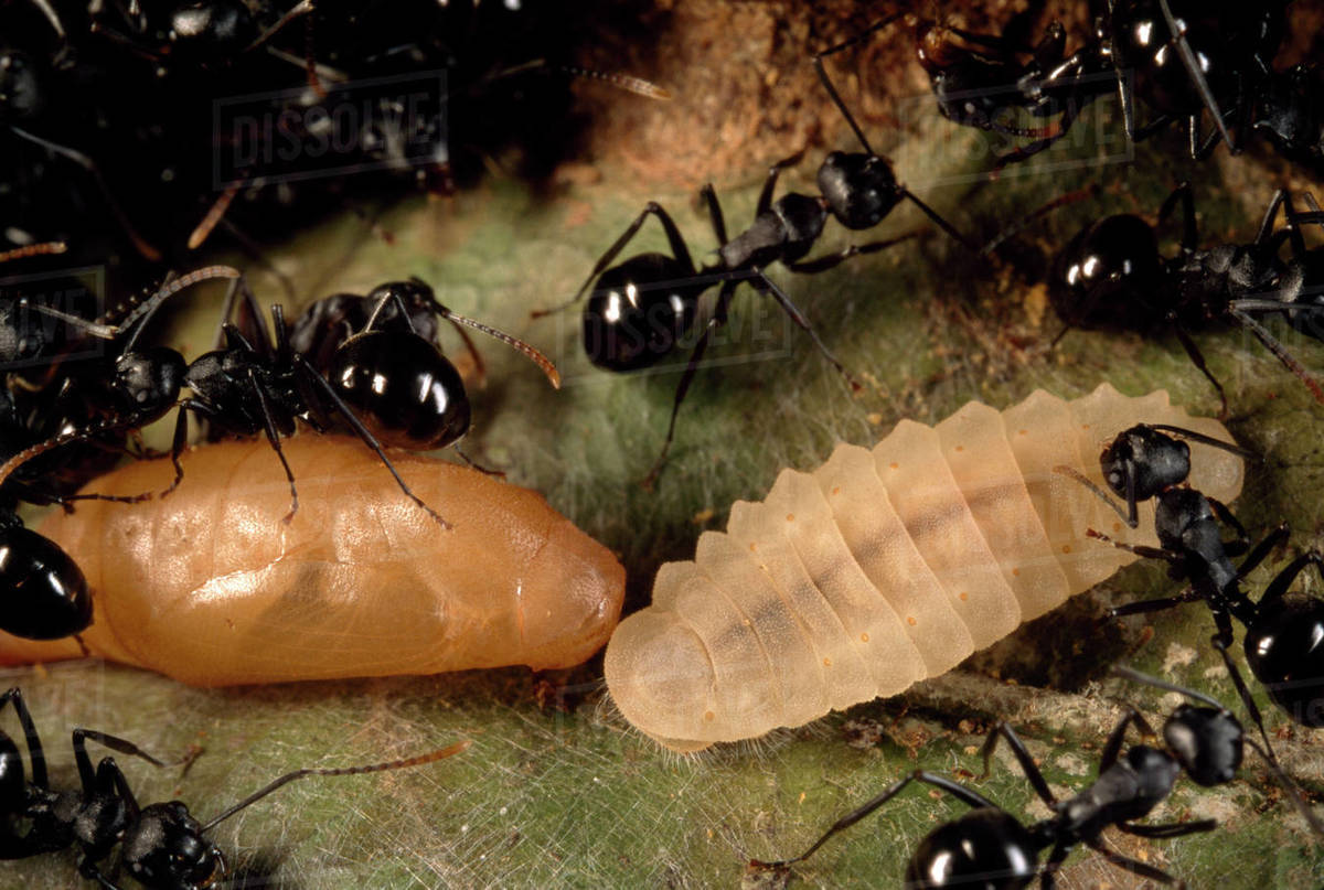 Ants swarm over the carnivorous larva of an Arhopala wildei butterfly ...