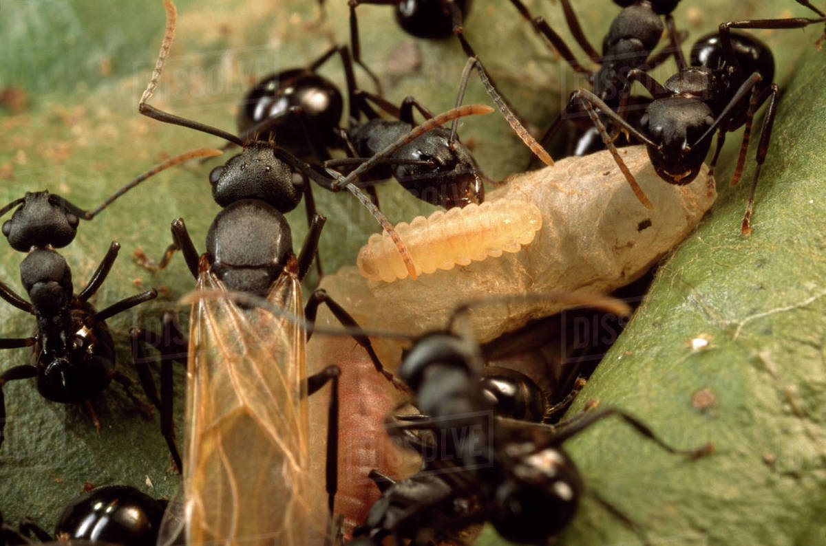 Ants swarm over the carnivorous larva of an Arhopala wildei butterfly ...