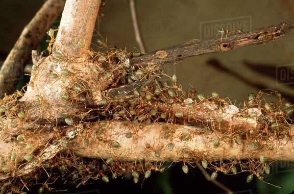 Green tree ants, Oecophylla smaragdina, devour a stick insect.; South ...