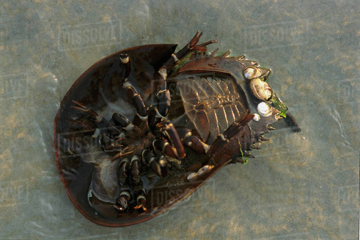 A horseshoe crab on it's back in shallow water.; Brewster, Cape Cod ...