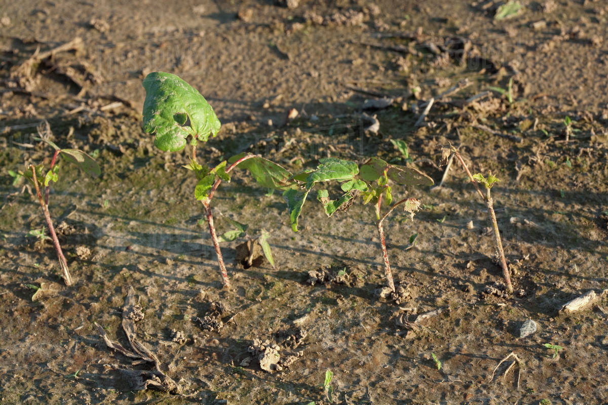 Agriculture - Early growth soybean plants severely damaged by a ...