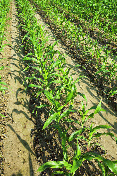 Agriculture - Rows of mid growth grain corn plants at the pre tassel ...