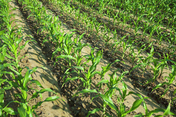 Agriculture - Rows of mid growth grain corn plants at the pre tassel ...