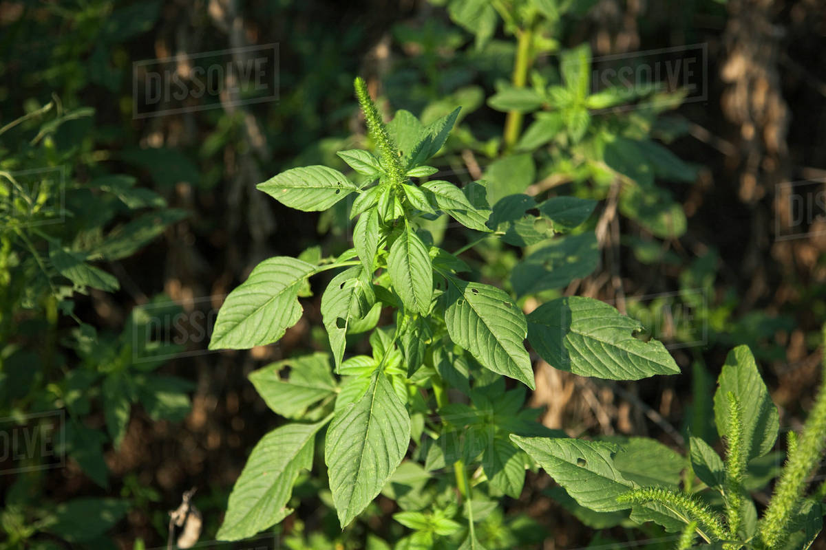 Agriculture - Closeup of mature Glyphosate-resistant Palmer pigweed ...