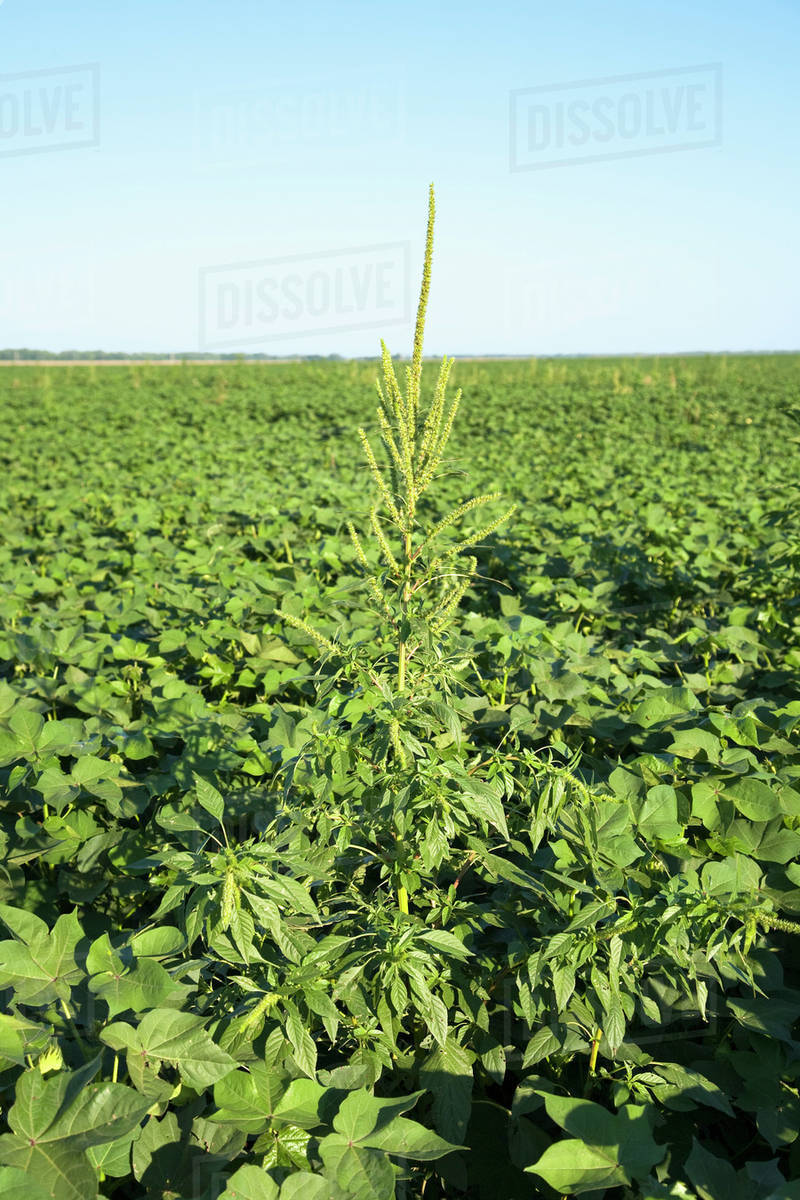 Agriculture - Mature Glyphosate-resistant Palmer pigweed (Amaranthus ...