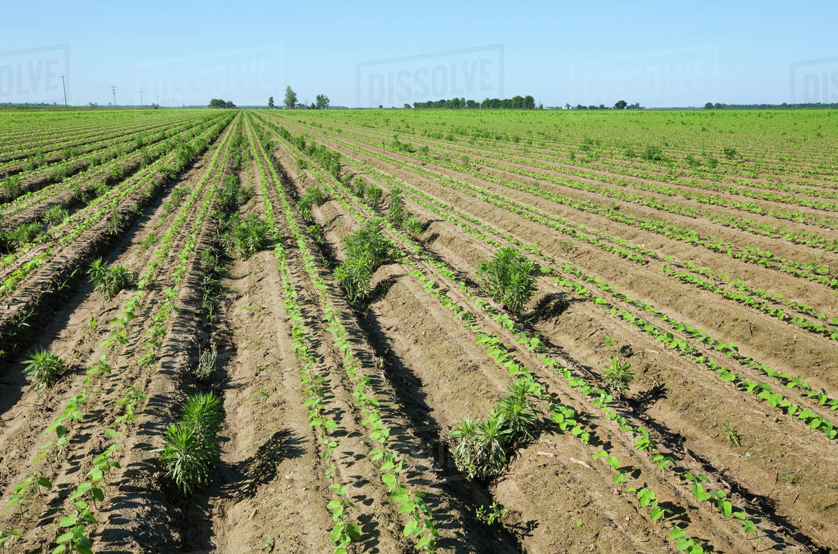 Agriculture - Glyphosate-resistant Horseweed (Conyza canadensis), aka ...