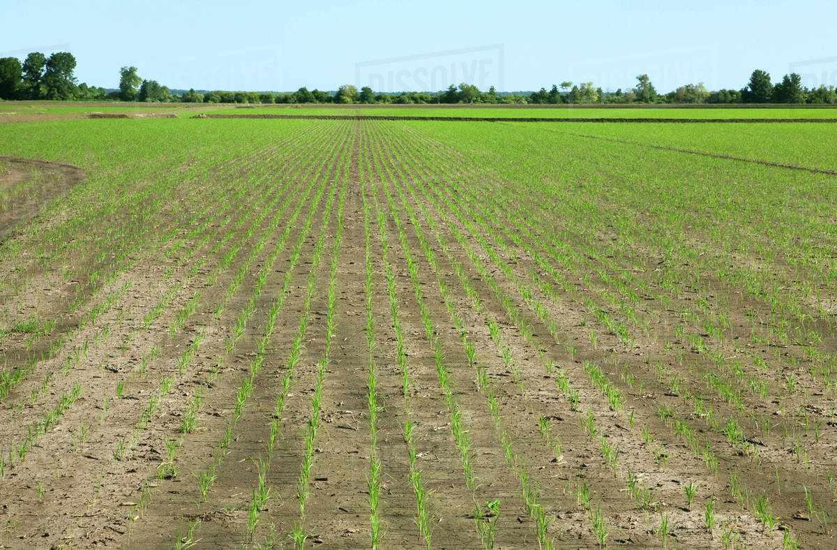 Agriculture - Early growth rice field with the seedlings at the 3-leaf ...