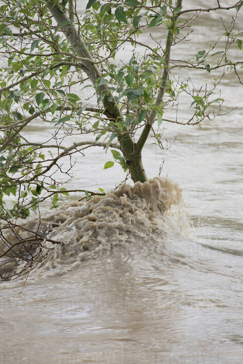 High Levels Of Water Flow Past A Tree During A Flood; Calgary, Alberta ...