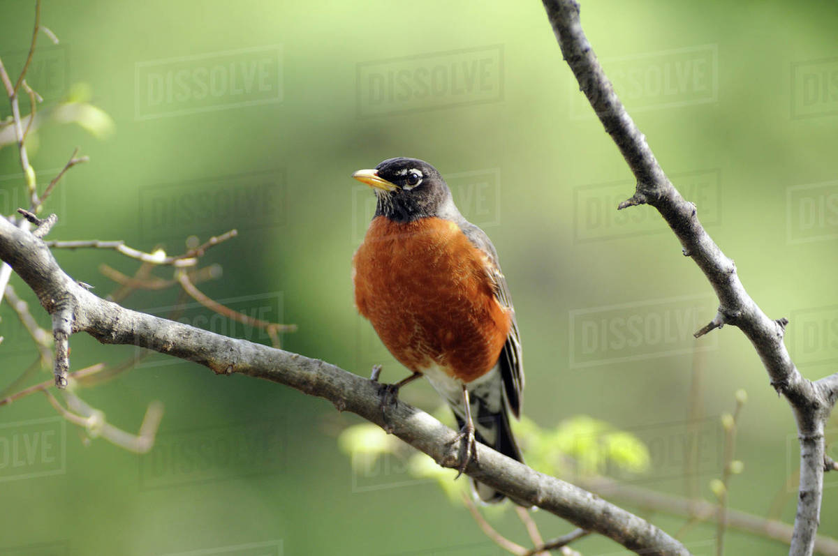 An American robin on a tree branch.; Cambridge, Massachusetts ...