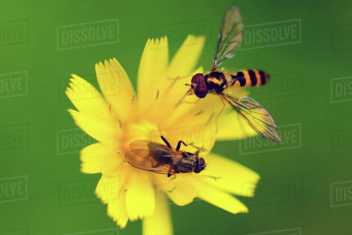Two flies pollinate a yellow flower.; Moosehorn National Wildlife ...