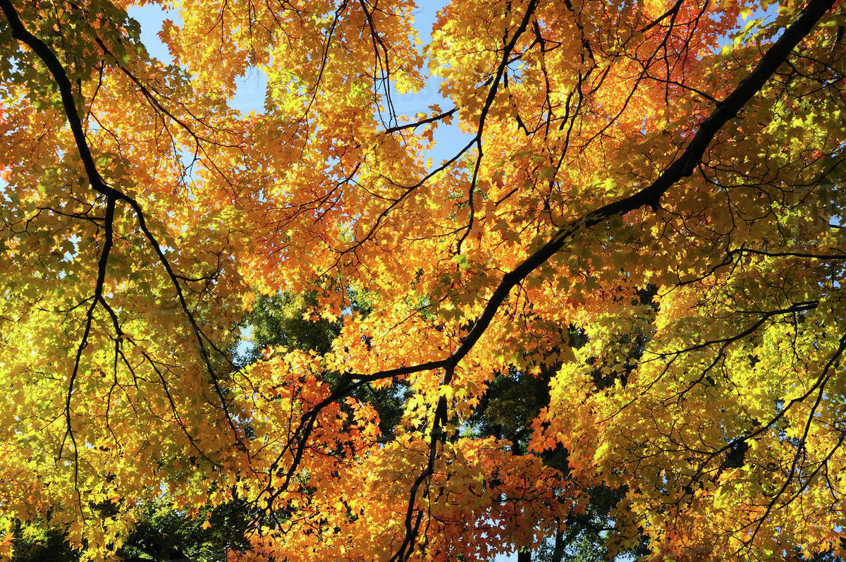 Canopy view of maple trees, Acer species, with autumn foliage ...