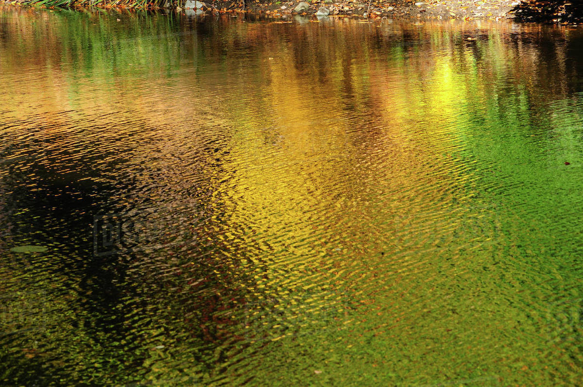 Reflections in a pond of colorful fall foliage.; Cambridge ...