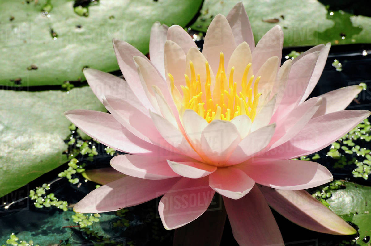 Close up of a pink water lily, Nymphaea species.; Roger Williams Park ...