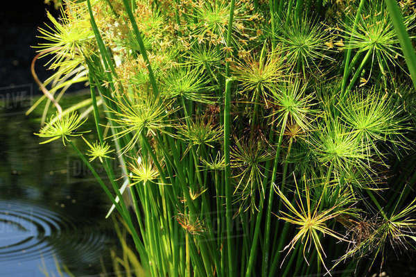 Papyrus growing by the side of a pond.; Tower Hill Botanic Garden ...
