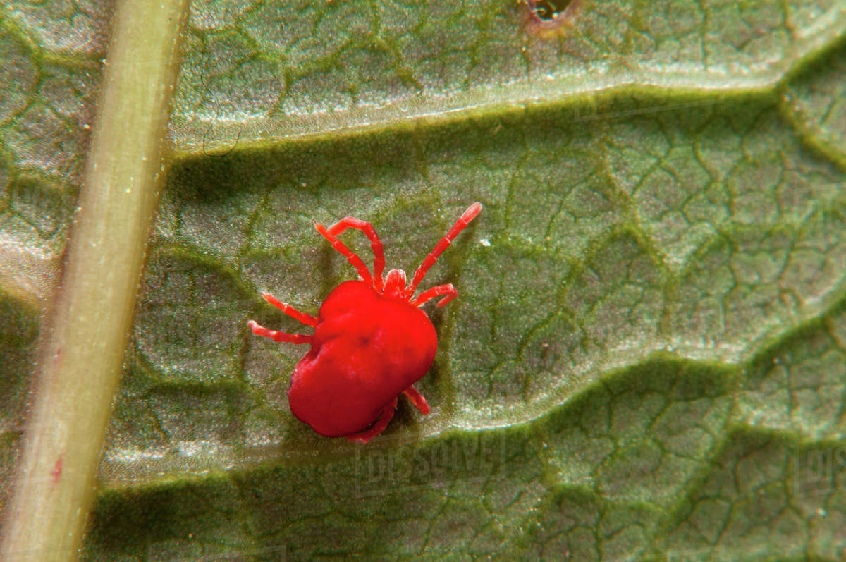 Close up of a velvet mite, Trombidium species, walking on a leaf ...