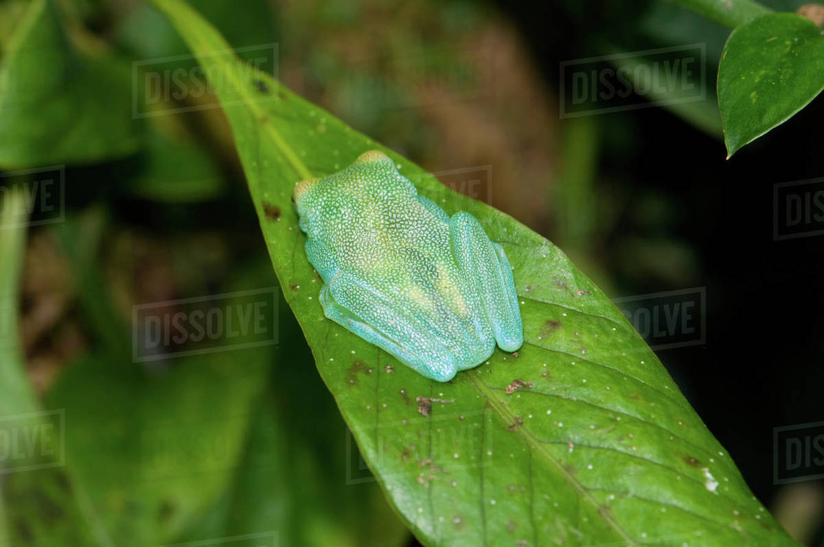 A glass frog, Cochranella granulosa, sleeping on a leaf.; Atlanta ...