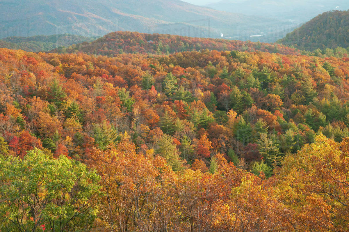 Colorful fall foliage in the Blue Ridge Mountains.; Blue Ridge Parkway ...