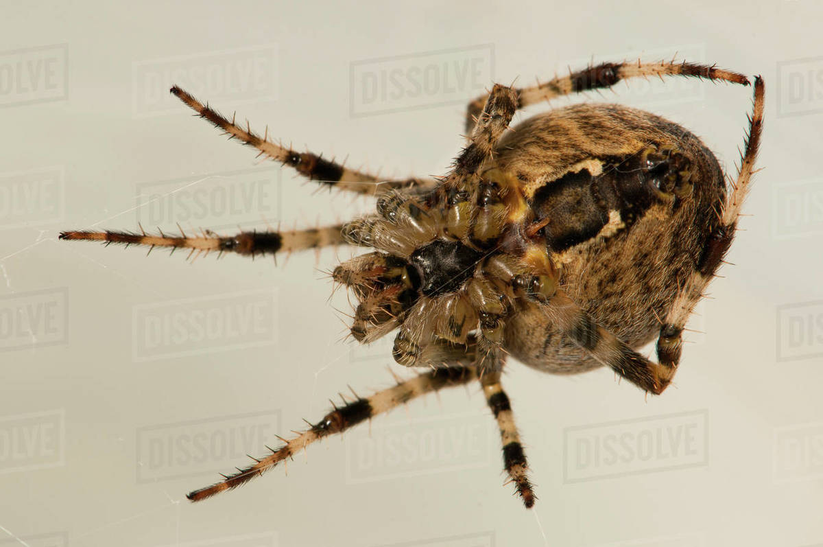 Ventral view of a female cross orbweaver spider, Araneus diadematus ...